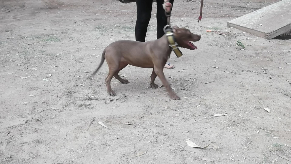 Carrie - Tom Garner Kennels
