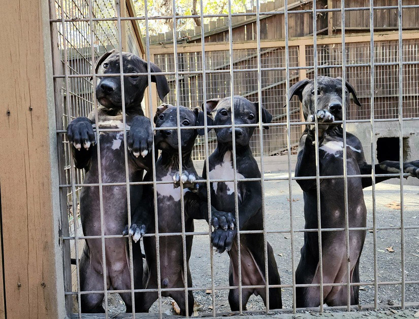 Akuma x Blackera Pups