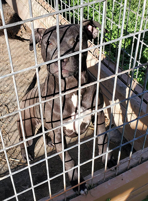 Akuma x Blackera Pups