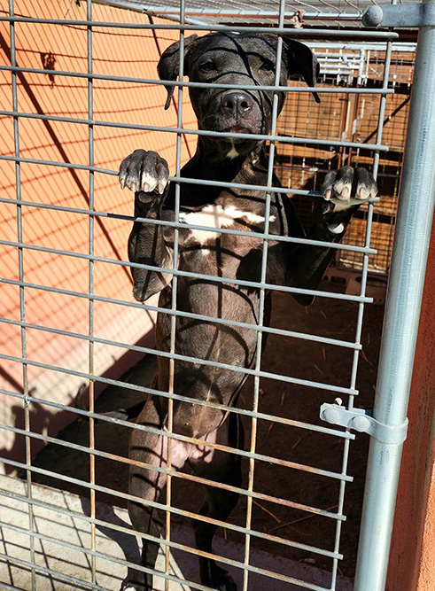 Akuma x Blackera Pups