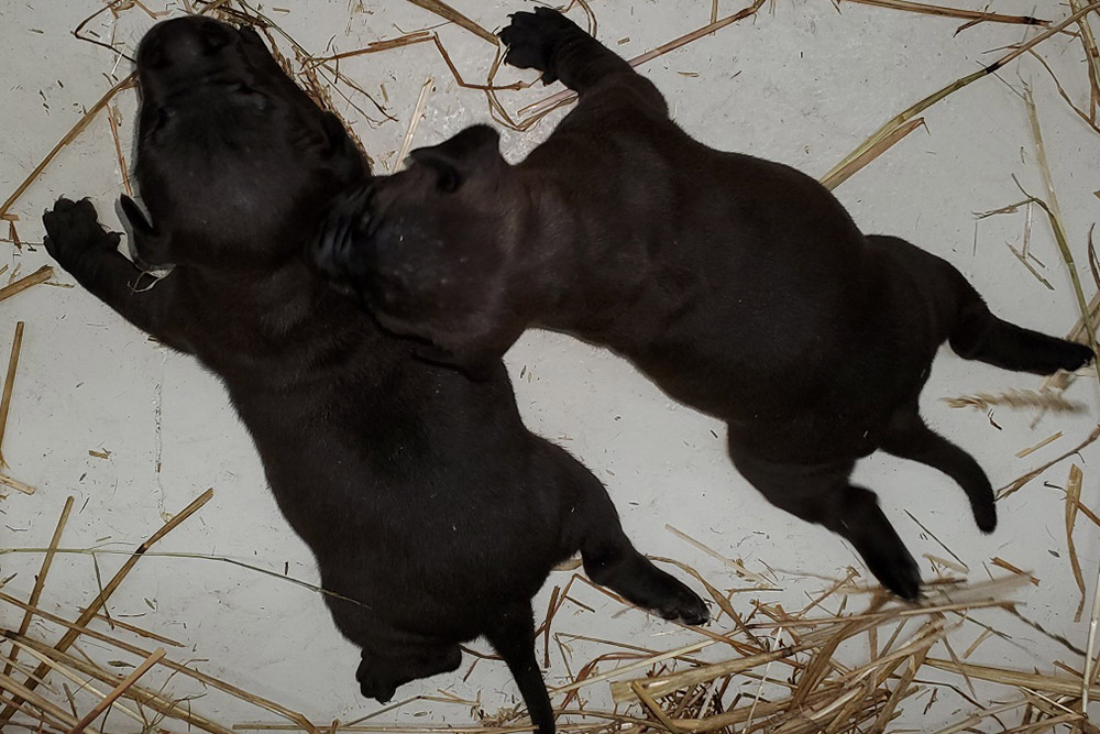 Akuma X Eclipse (09-20) - Tom Garner Kennels