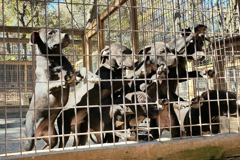 Akuma x La Pantera Pups