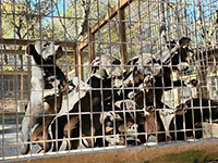 Tom Garner kennels - current pups