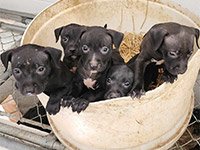 Tom Garner kennels - current pups