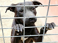 Tom Garner kennels - current pups