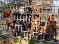 Tom Garner kennels - current pups