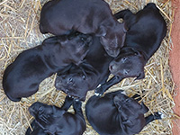 Tom Garner kennels - current pups
