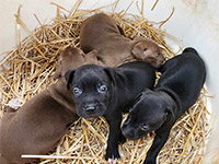 Tom Garner kennels - current pups