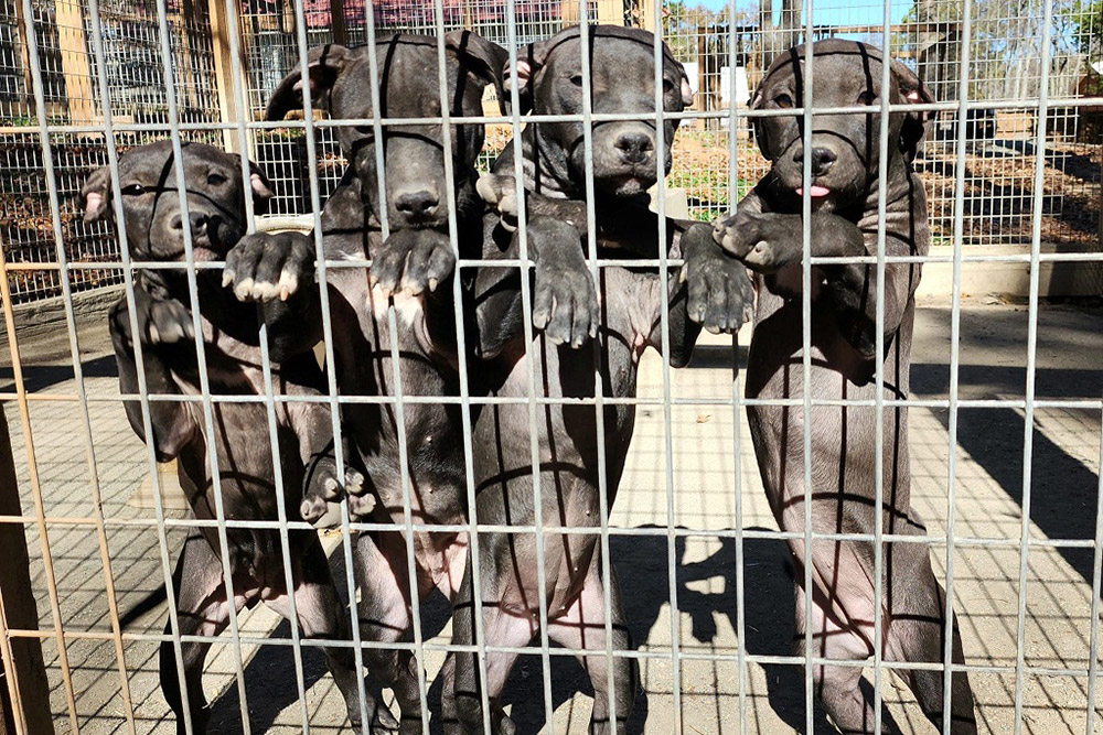 Bushwick Bill x ImaBeast Pups