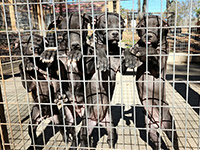 Tom Garner kennels - current pups