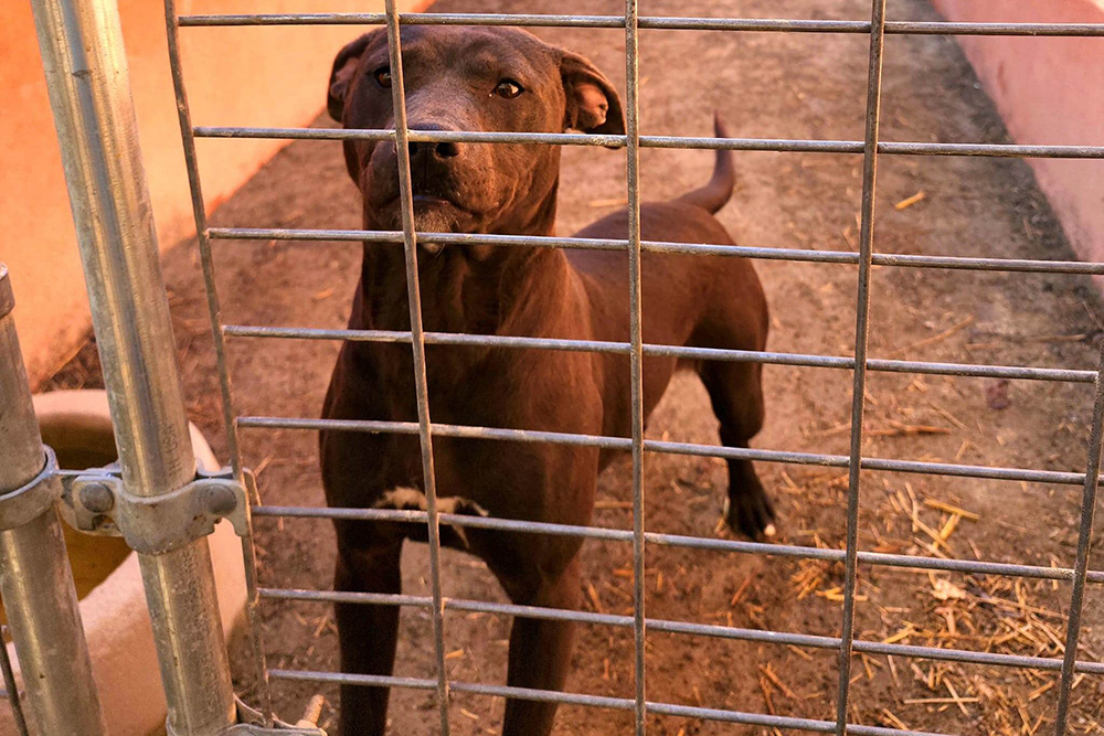 Bushwick Bill x ImaBeast Pups