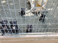 Tom Garner kennels - current pups