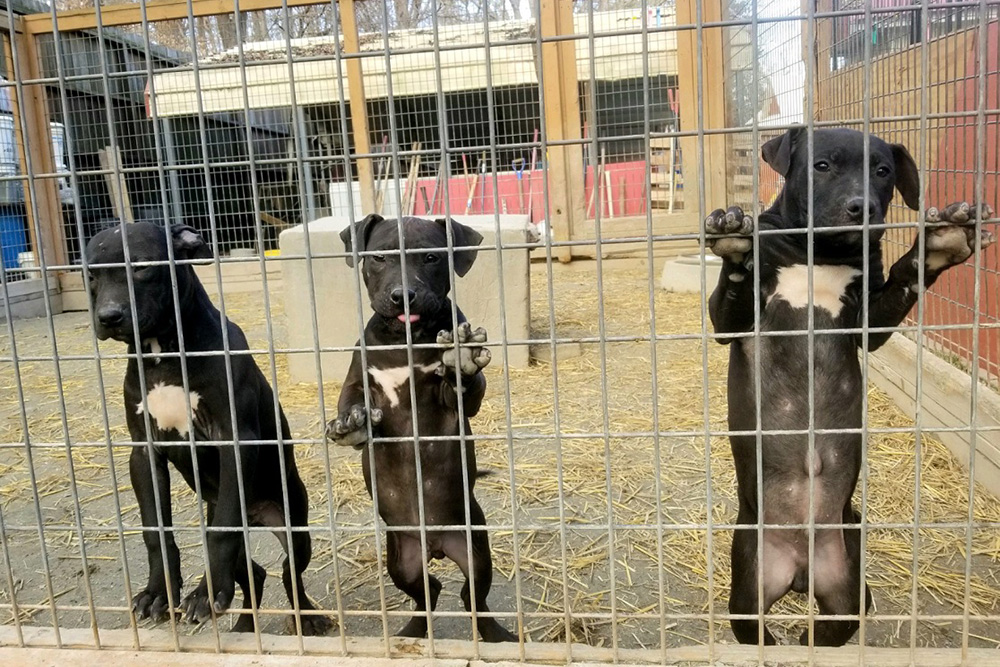 Capone x Danger Pups - Tom Garner Kennels