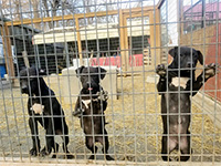 Tom Garner kennels - current pups