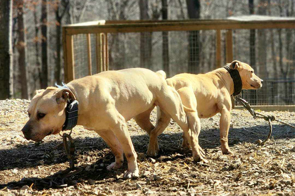 Conan Jr x Miss Marvelous Pups