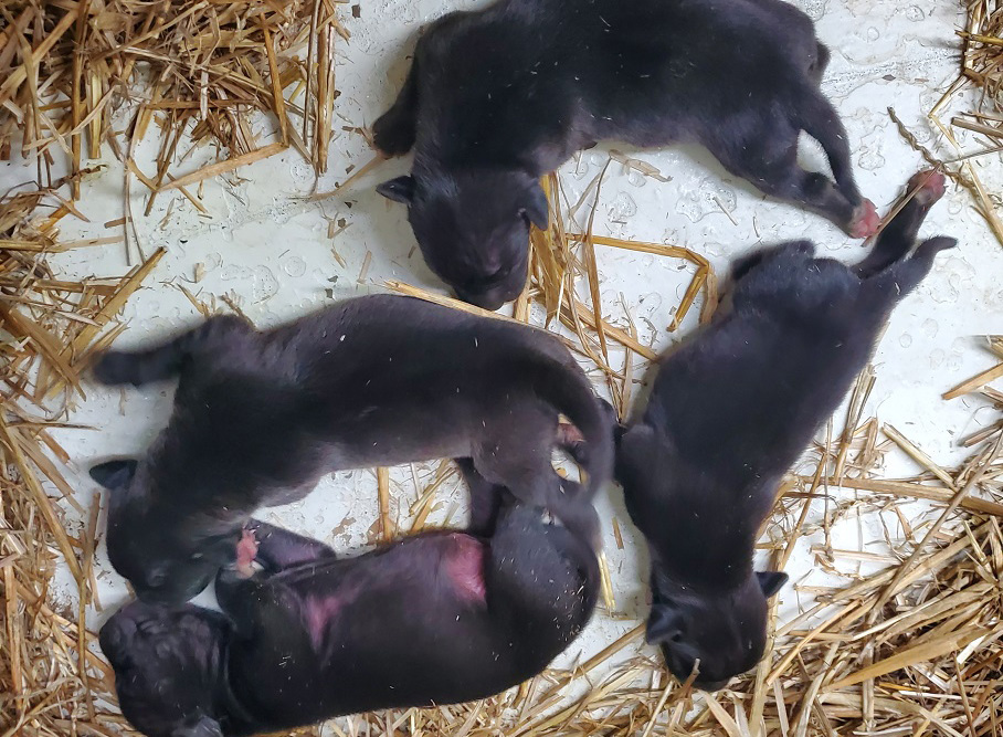 Tom Garner kennels - current pups