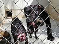 Capone x Miss Bridget Pups