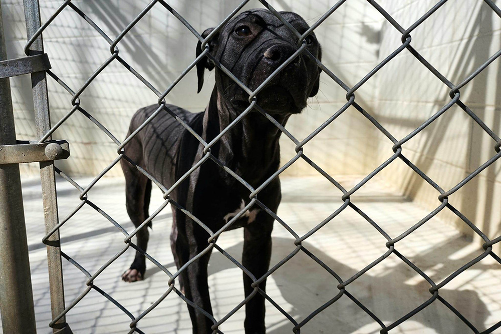 Capone x Miss Bridget Pups