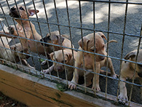 Tom Garner kennels - current pups