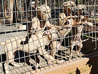 Tom Garner kennels - current pups