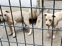 Tom Garner kennels - current pups