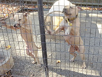 Tom Garner kennels - current pups
