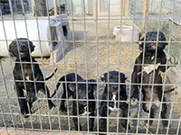 Tom Garner kennels - current pups