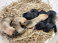 Tom Garner kennels - current pups