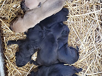 Tom Garner kennels - current pups