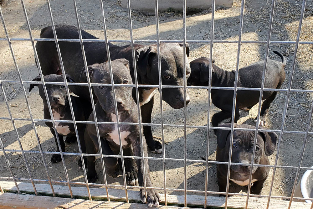 Dexter x Candace Owen Pups