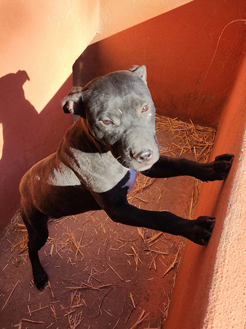 Dexter x Candace Owen Pups