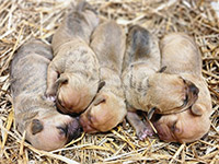 Tom Garner kennels - current pups