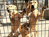 Tom Garner kennels - current pups