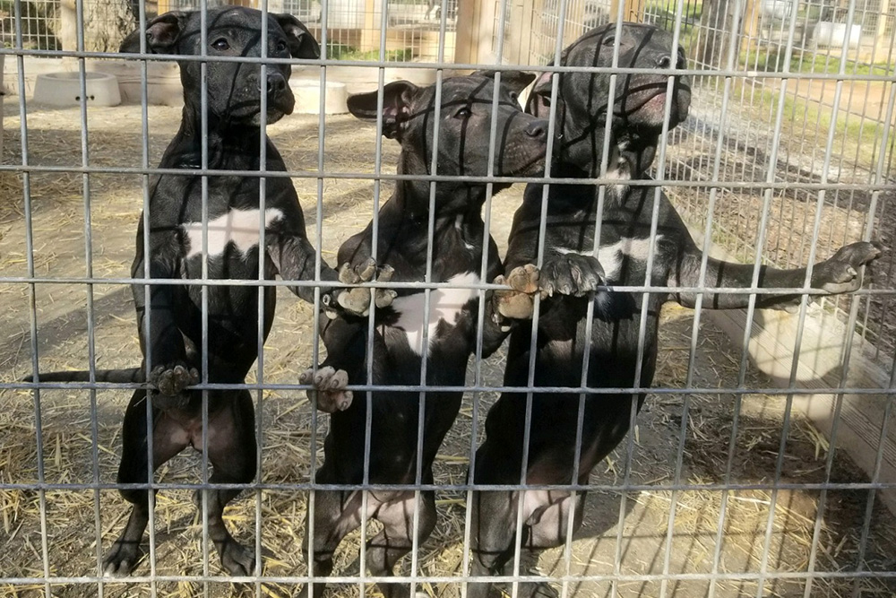 El_Drogo x Cherona Pups - Tom Garner Kennels