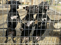 Tom Garner kennels - current pups