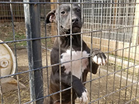 Tom Garner kennels - current pups