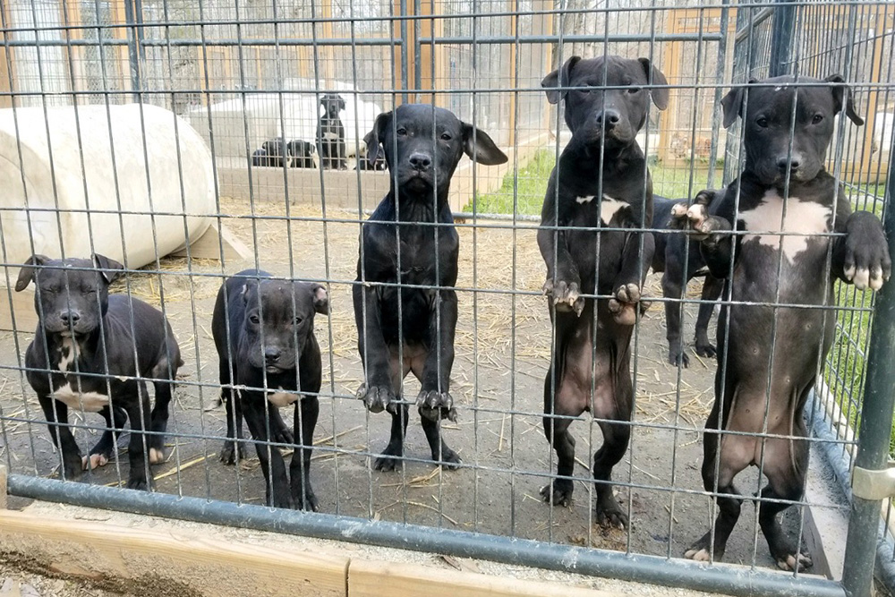 El Drogo x Young Cannibal Pups - Tom Garner Kennels