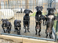 Tom Garner kennels - current pups