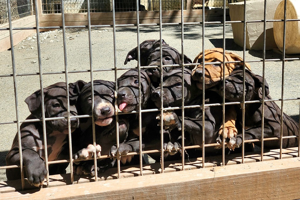 El Drogo x Annie Oakley Pups - Tom Garner Kennels