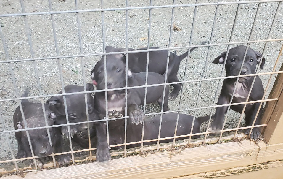 Tom Garner kennels - current pups