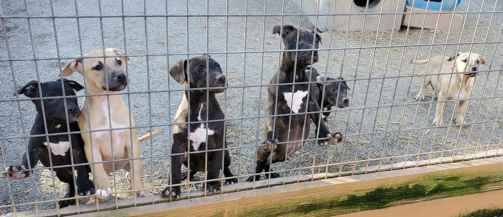 El Drogo x Isla Pups