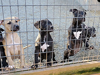 El Drogo x Isla Pups