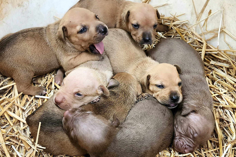 Escobedo Jr x Tavia Pups