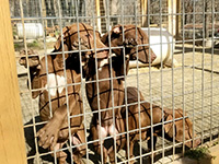 Tom Garner kennels - current pups