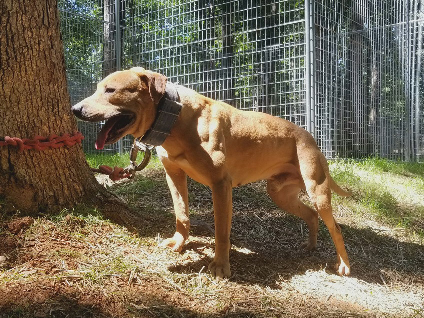 Tom Garner kennels - current pups