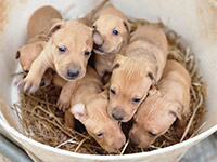 Tom Garner kennels - current pups