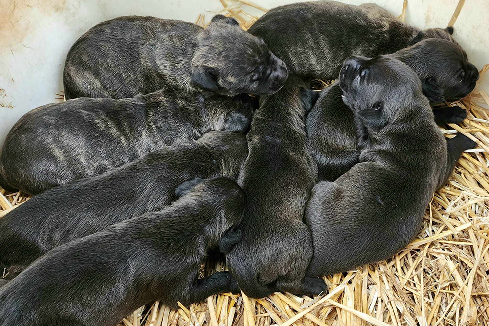 Haystack x Haze Pups