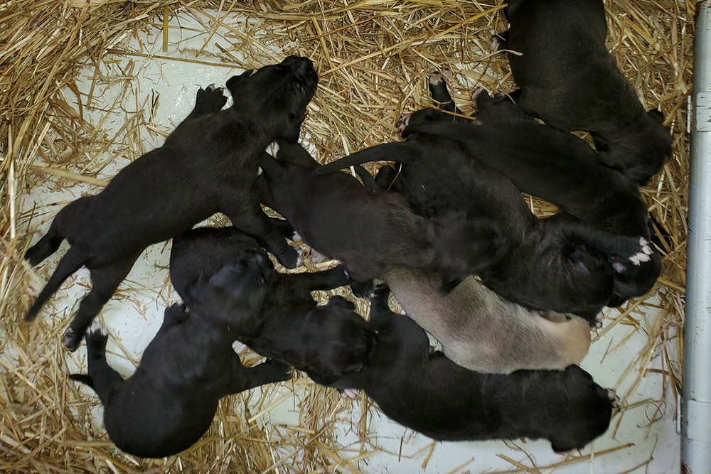 Tom Garner kennels - current pups