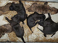 Tom Garner kennels - current pups
