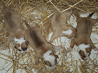 Tom Garner kennels - current pups